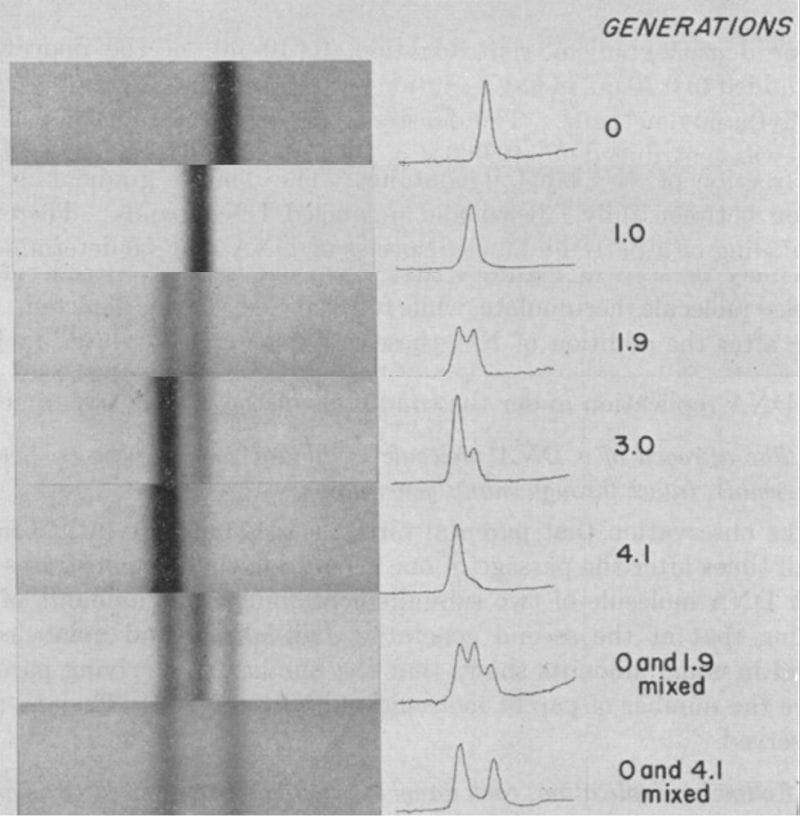 The "most beautiful experiment in biology" was performed by Meselson ...