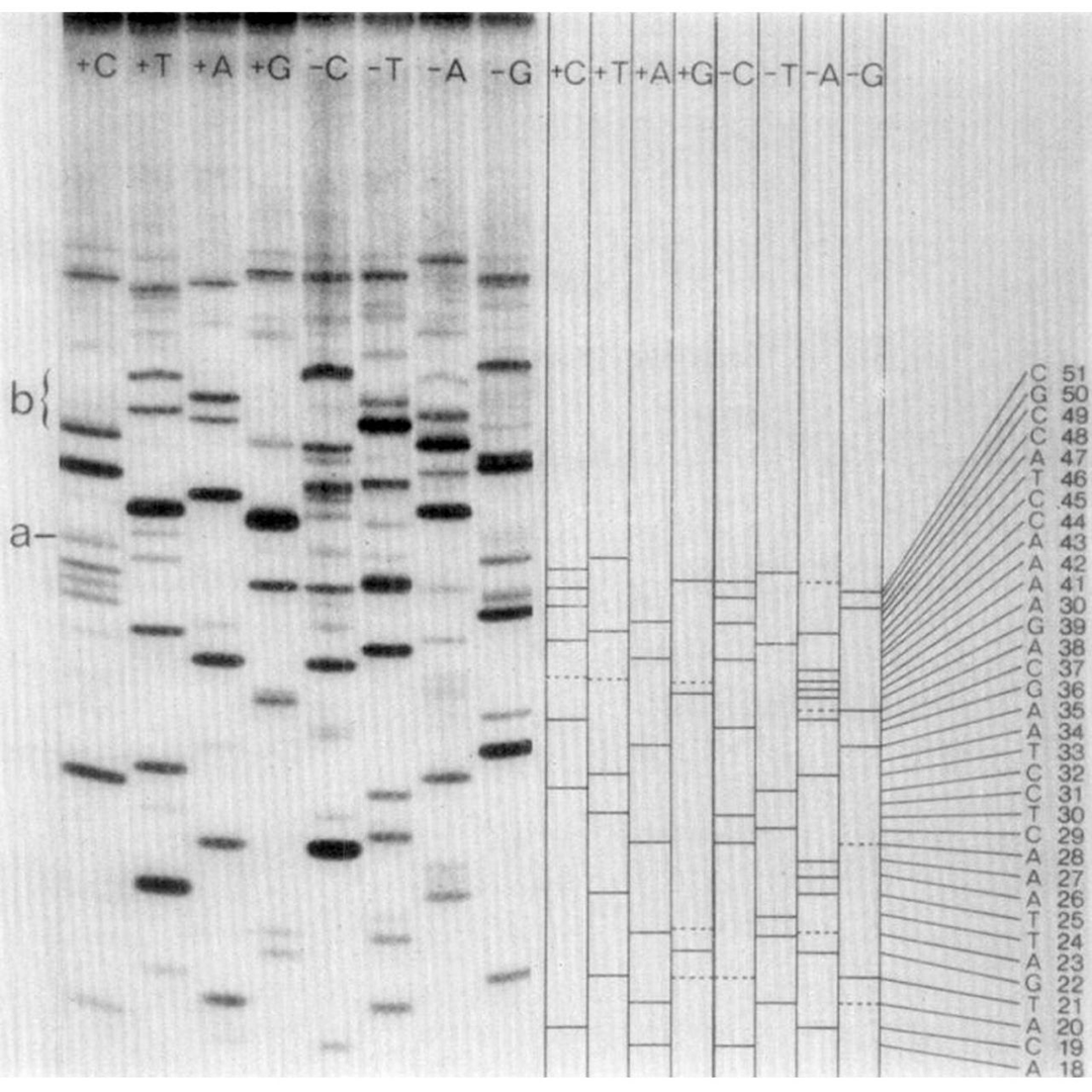 Frederick Sanger sequenced the first DNA genome, he didn't use 'Sanger ...