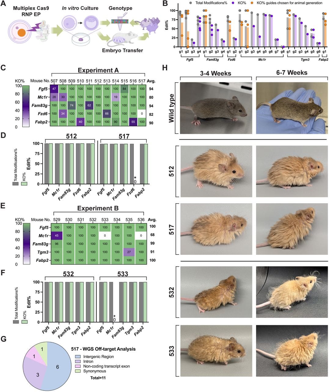 The creation of the (adorable) Woolly Mouse-mmoth!