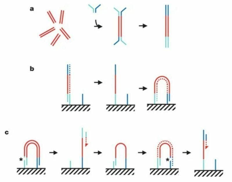 The story of how Solexa and Illumina combined forces to revolutionize ...