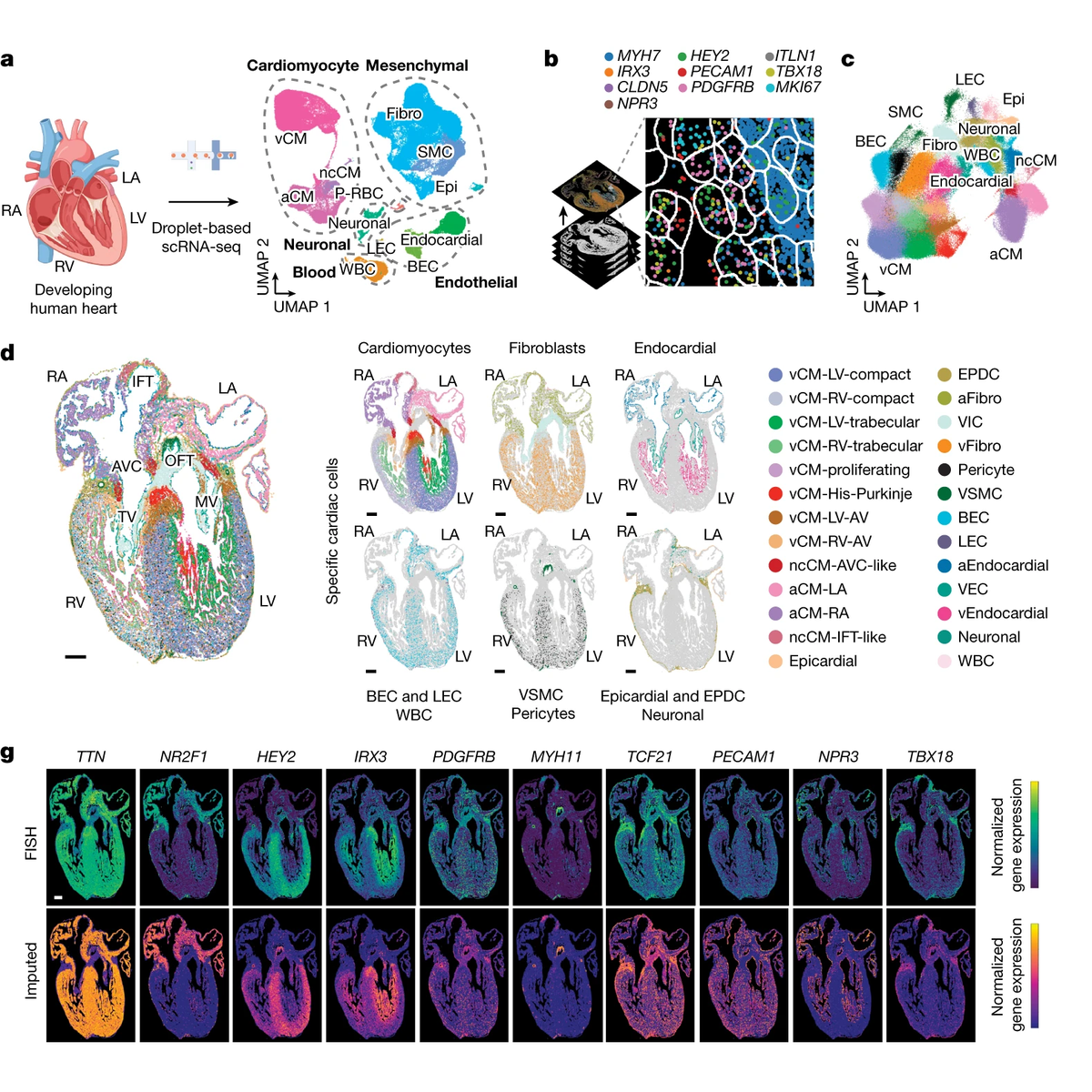 That beating sensation you feel in your chest is the product of ...
